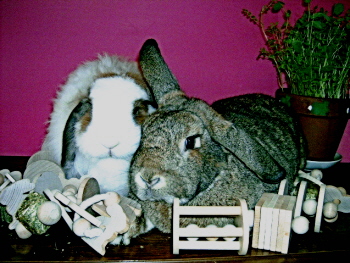 FUNNY BUNNY TOY COMPANY